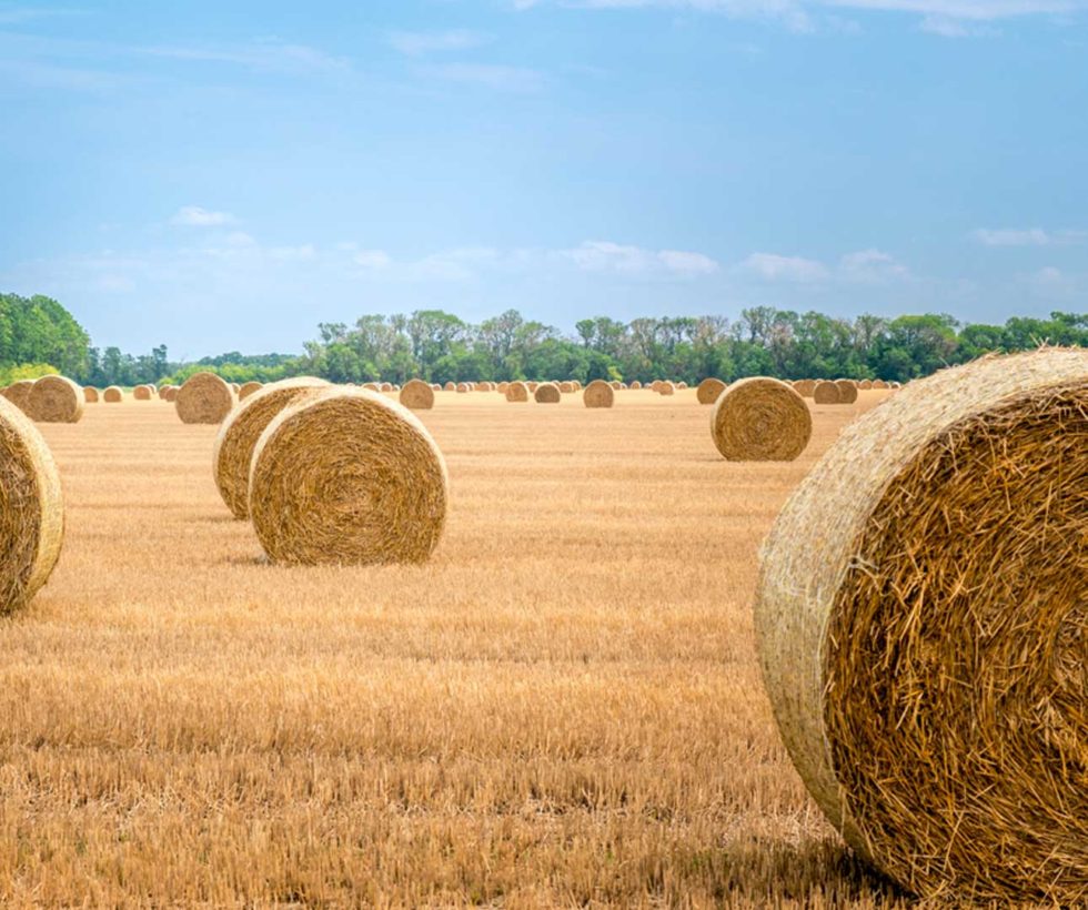 La Paille, matériau traditionnel ou innovant